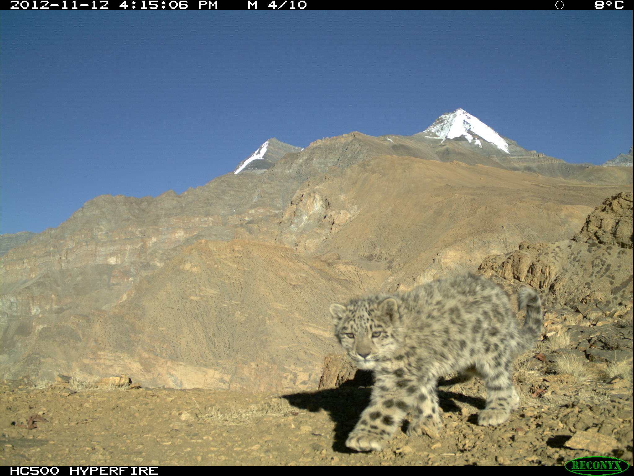 A Snow Leopard Tale Of Heartbreak And Hope