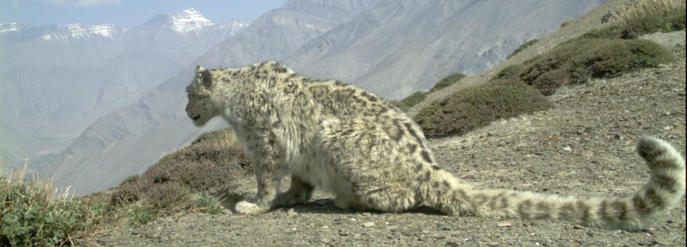 View topic - The Great Leopard Clan (New and accepting) - Chicken Smoothie