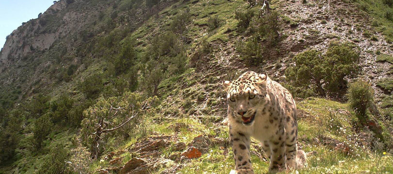 Snow Leopards & People - Snow Leopard Trust