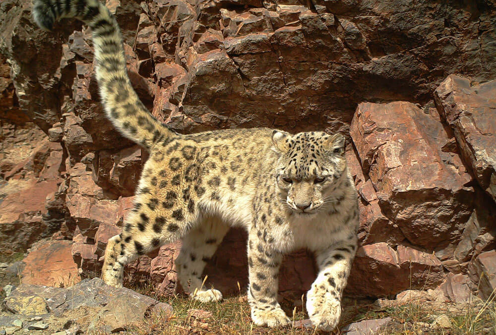Enthusiasm and Progress at Snow Leopard Conservation Forum in China ...